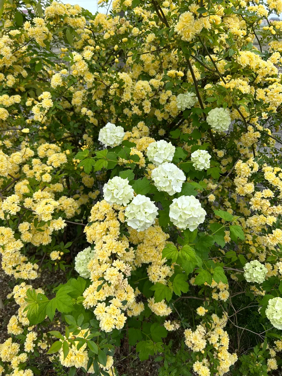 最近のお気に入り｜園芸日記byまいん｜みんなの趣味の園芸｜1320112