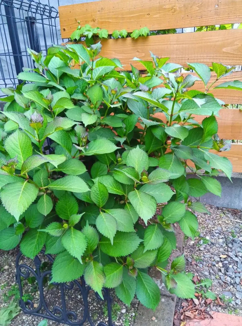 紫陽花の花芽が山盛りもりもりですよ｜園芸日記byるか＆るいママ｜みんなの趣味の園芸｜1322813