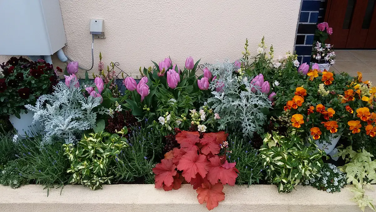 春の花壇（2016、2020、2021）その2｜園芸日記by平塚とまと｜みんなの趣味の園芸｜1323101
