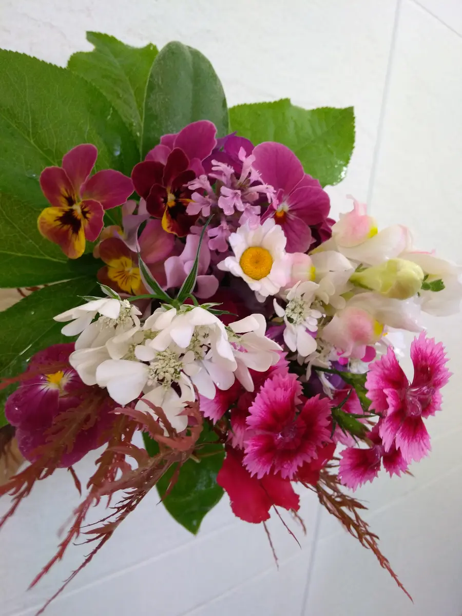 庭の花のブーケ|園芸日記byusako2022|みんなの趣味の園芸|1323478 庭の花のブーケ|園芸日記byusako2022|みんなの趣味の園芸|1323478