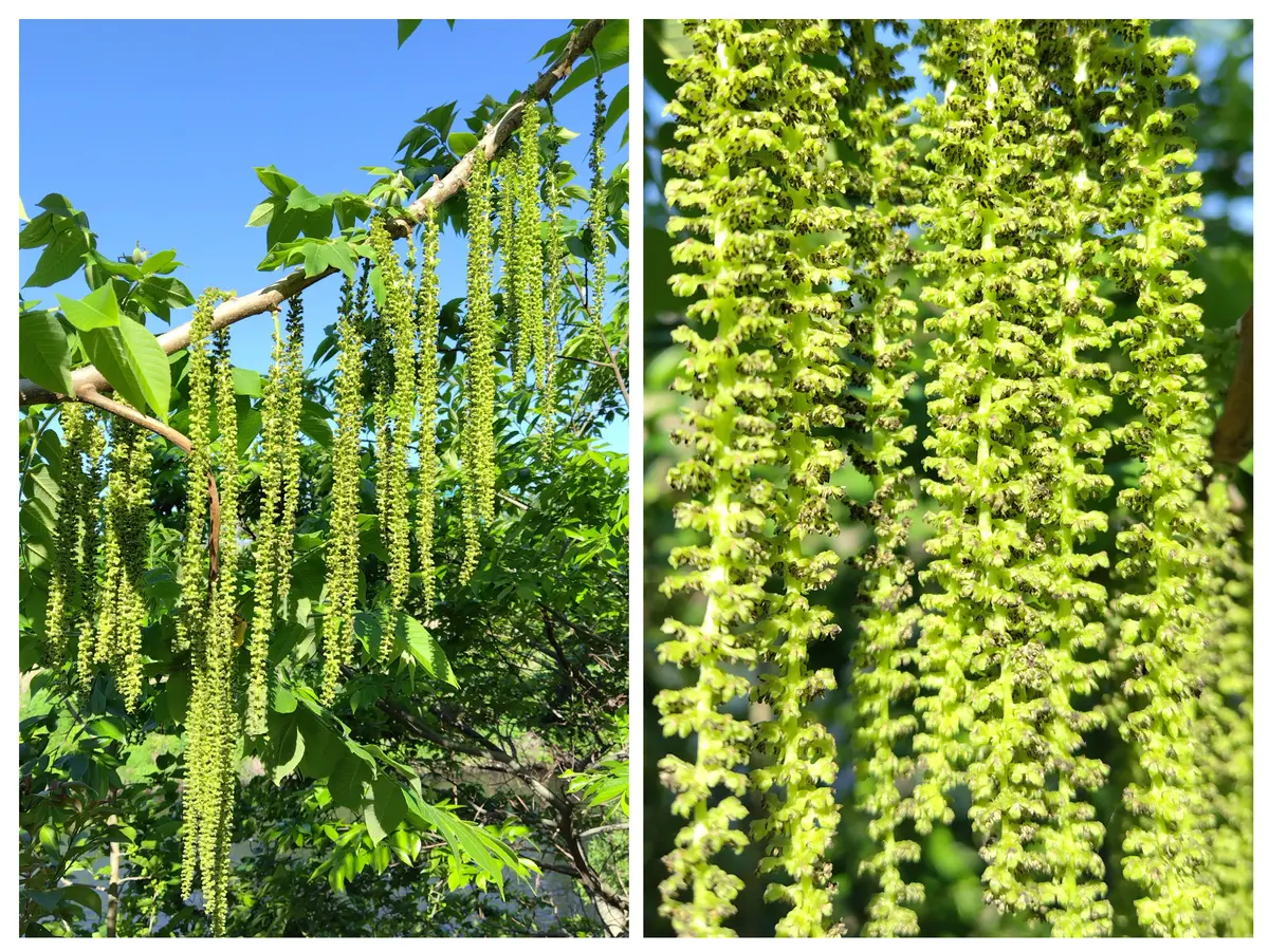 こちらは雌性先熟かも。｜園芸日記byたぬき丸｜みんなの趣味の園芸｜1323798