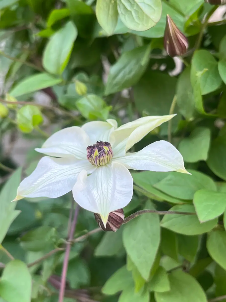 ジャーマンアイリスの開花｜園芸日記byrumikoh｜みんなの趣味の園芸｜1324237