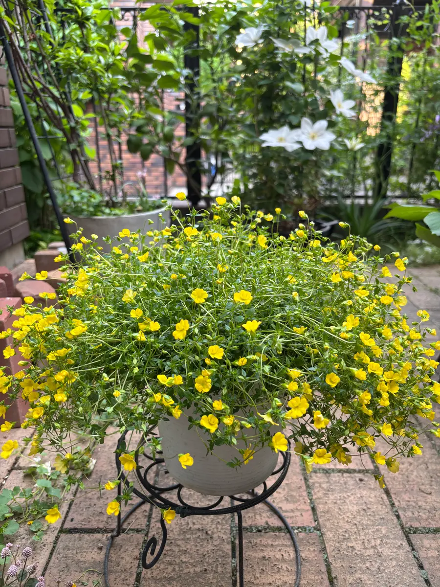 庭を考える🌿🤔｜園芸日記byビーコン｜みんなの趣味の園芸｜1324354