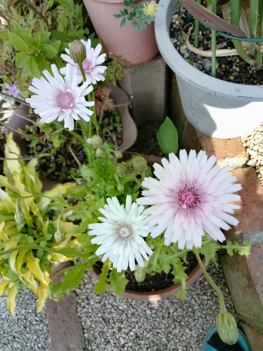 暑かった!採りだねで育てた花｜園芸日記byひきちゃん｜みんなの趣味の園芸｜1324372