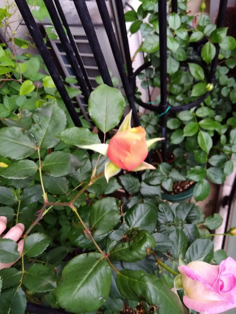 咲き始めのプリンセスドゥモナコとジャスト・ジョイ｜園芸日記byリサキョー｜みんなの趣味の園芸｜1324762