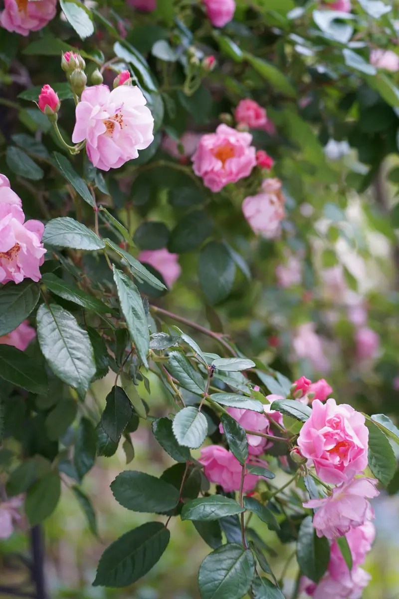豪雨やら強風やら｜園芸日記bywai｜みんなの趣味の園芸｜1325908