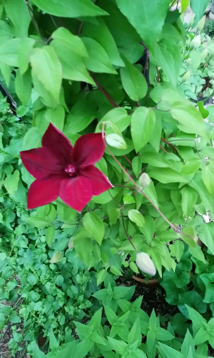 デニーズダブルと 過去に地植えから地植えへと移植の経験があるのヴェスタブラッテ｜園芸日記by小紅｜みんなの趣味の園芸｜1328442