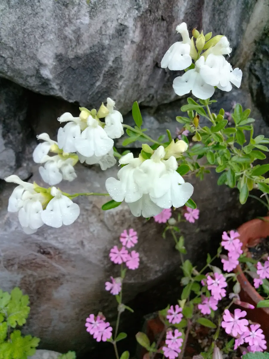 庭が繁ってきた。剪定もしなくては!｜園芸日記byひきちゃん｜みんなの趣味の園芸｜1328976