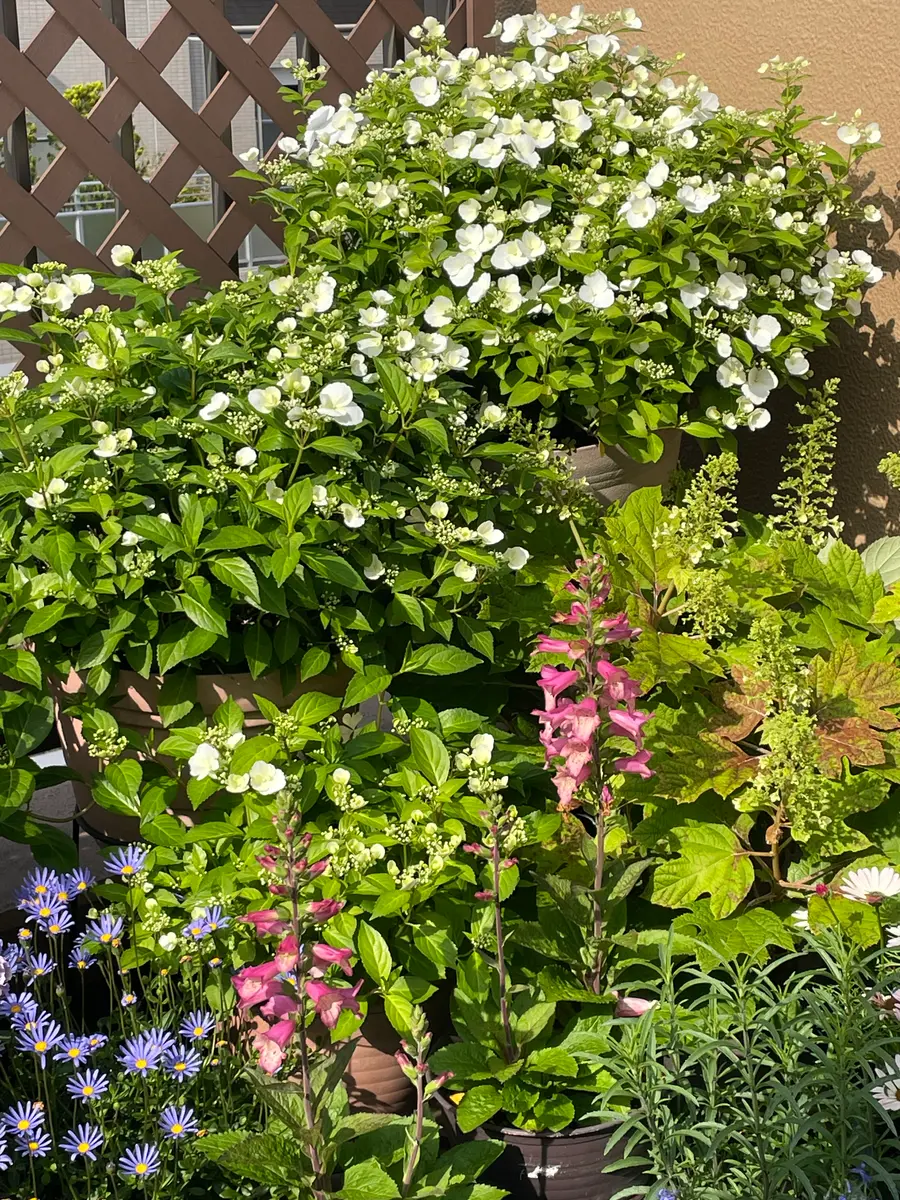 こんもり🤍〔写真2枚目〕-emibaさんの日記｜みんなの趣味の園芸2025/05/13