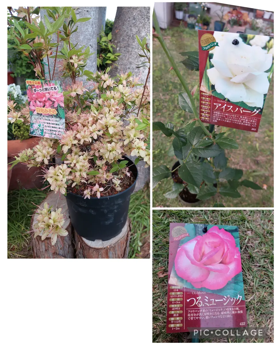 ネモフィラ&母の日に…｜園芸日記bySみん｜みんなの趣味の園芸｜1330706