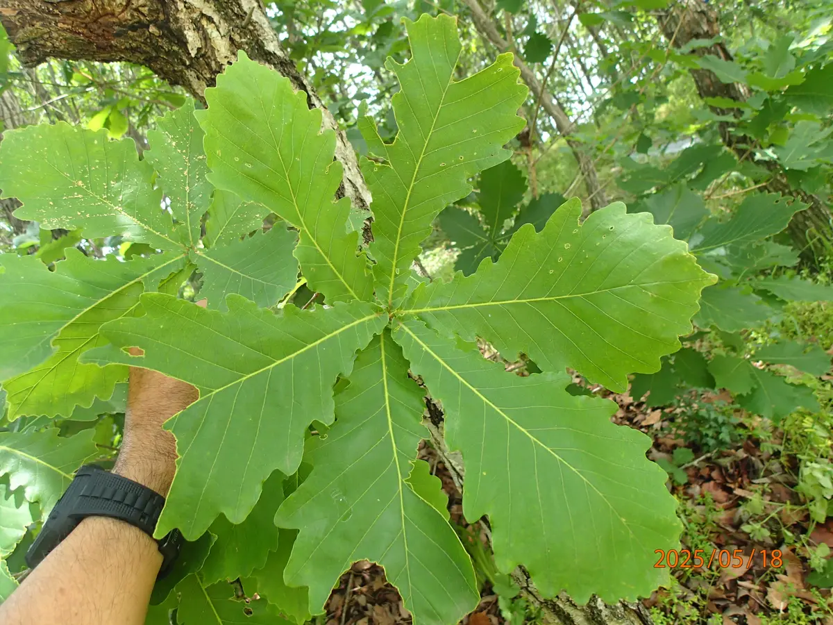 ガマズミの香り、フモトミズナラの葉っぱ｜園芸日記byマルバモウセンゴケ研究会｜みんなの趣味の園芸｜1333170