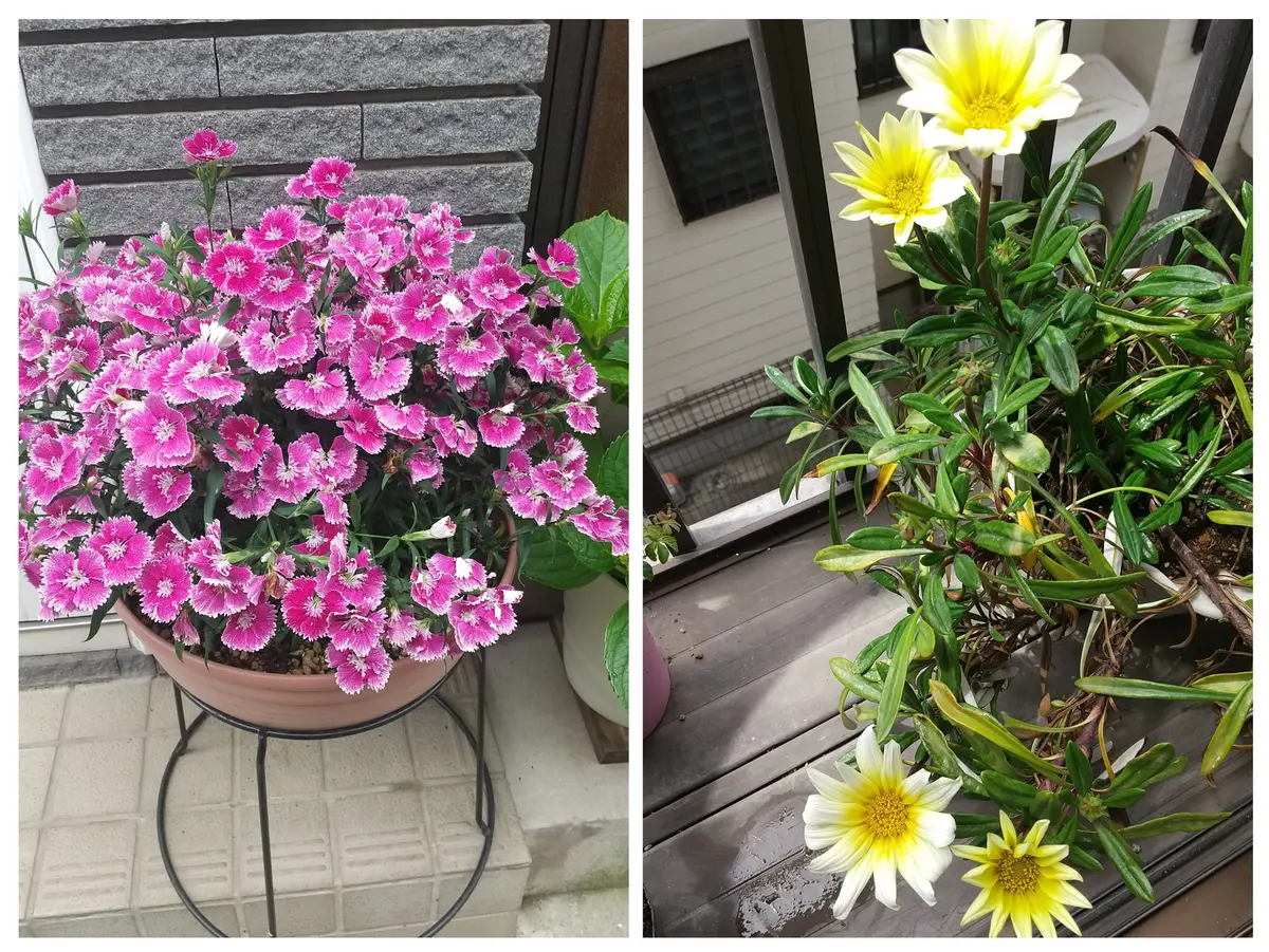 ☁️🌡️25/18℃｜園芸日記by美乃｜みんなの趣味の園芸｜1333182