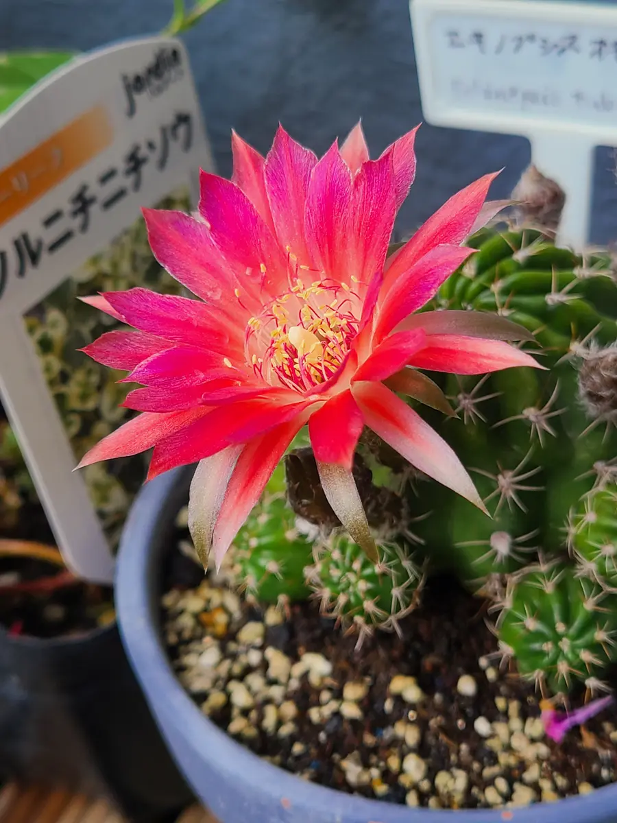 年に何回咲いてくれるのかしら｜園芸日記by金魚姉｜みんなの趣味の園芸｜1335548