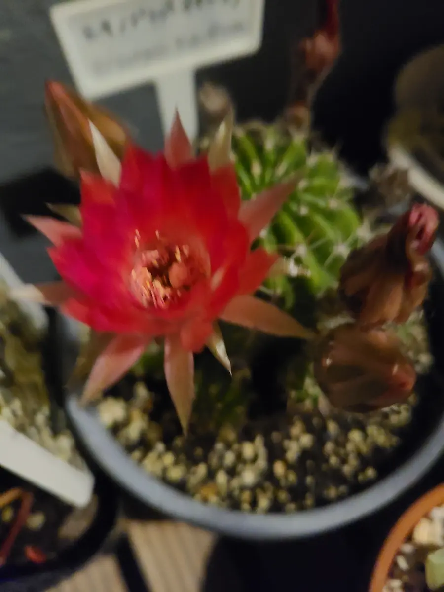 年に何回咲いてくれるのかしら｜園芸日記by金魚姉｜みんなの趣味の園芸｜1335548