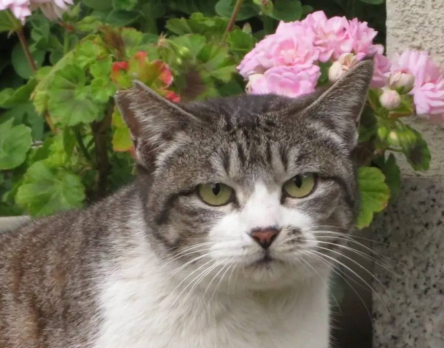 ミー[i:101]旅立ちました〔写真1枚目〕-simatyanさんの日記｜みんなの趣味の園芸2025/05/26