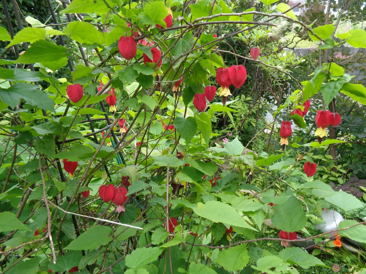 いっぱい咲いた😊（いろいろなお花たち）｜園芸日記byfuchi｜みんなの趣味の園芸｜1337333