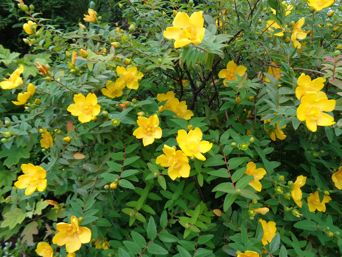 いっぱい咲いた😊（いろいろなお花たち）｜園芸日記byfuchi｜みんなの趣味の園芸｜1337333