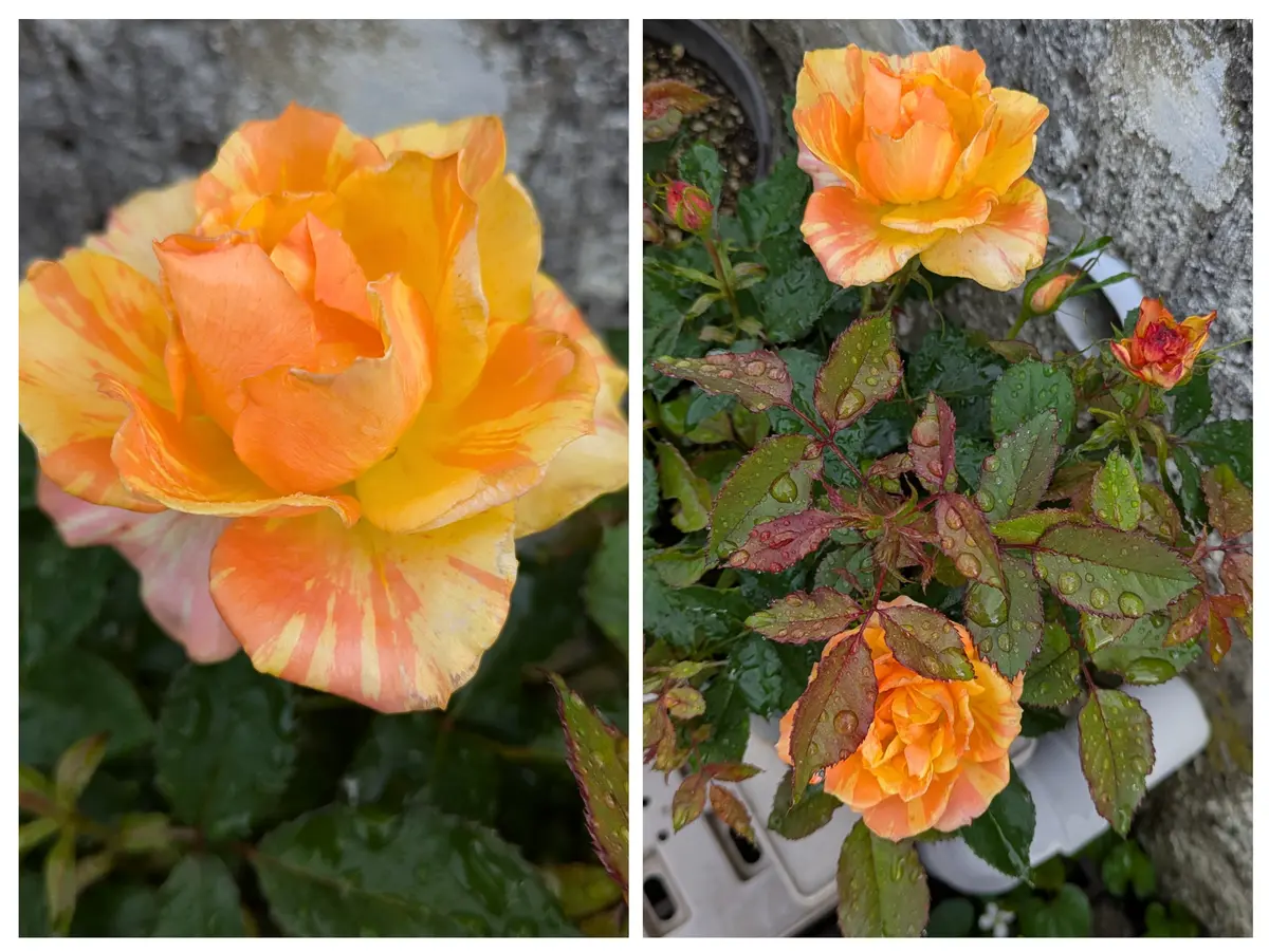 今夜は初の薔薇風呂😁ムフフ😍｜園芸日記byミサやん｜みんなの趣味の園芸｜1337572