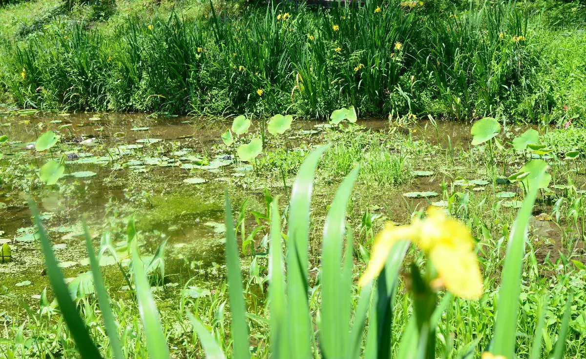 黄菖蒲が咲いています。｜園芸日記bytotyan｜みんなの趣味の園芸｜1337646