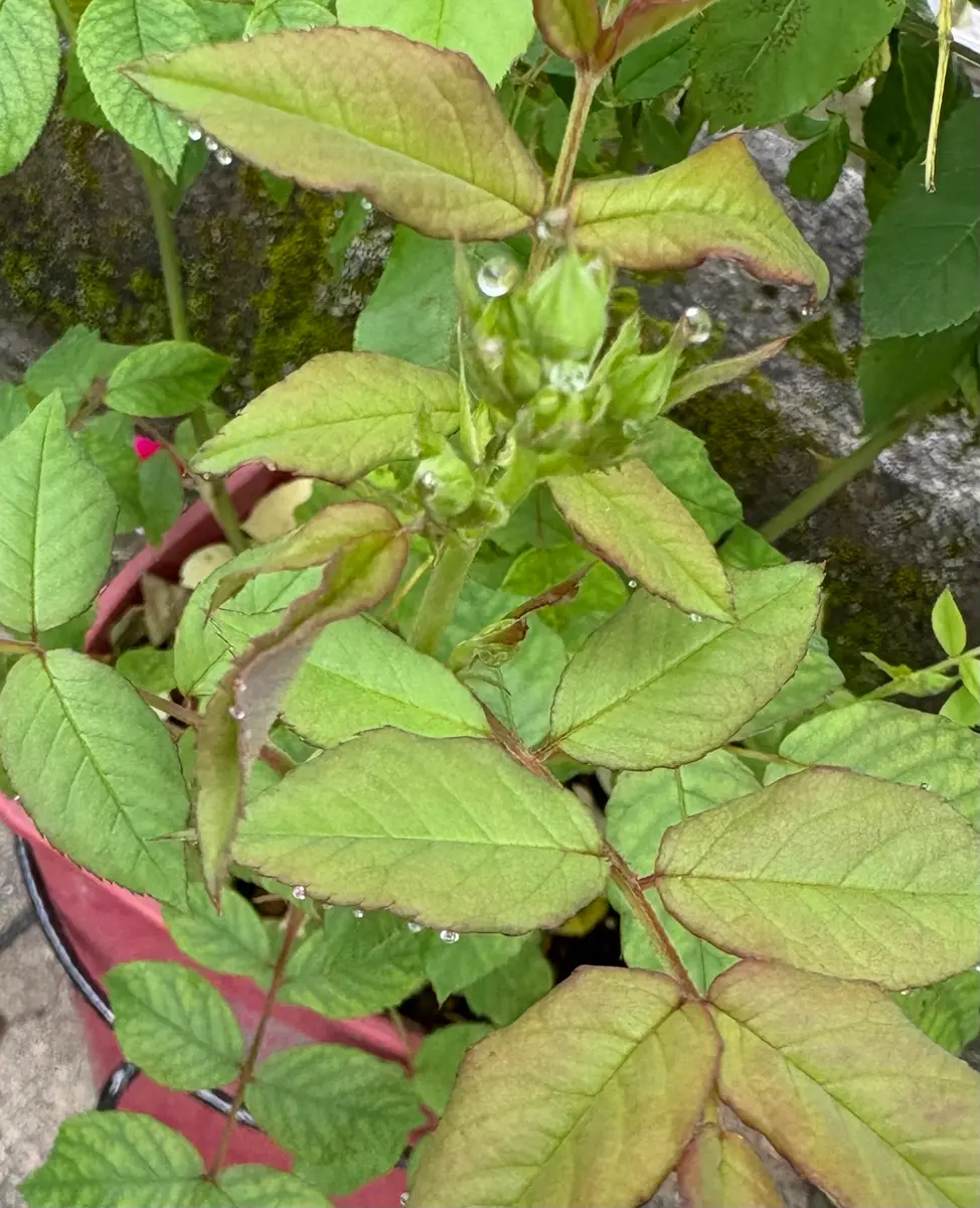 バラ ブラッシュノアゼット｜園芸日記byケヤキりんどう｜みんなの趣味の園芸｜1338004