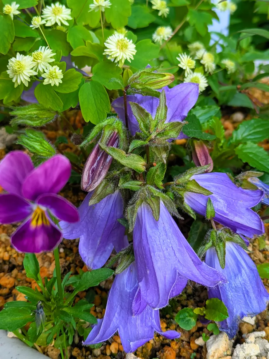 咲き続ける小川桔梗とバイカカラマツ｜園芸日記byハコベラ｜みんなの趣味の園芸｜1338807