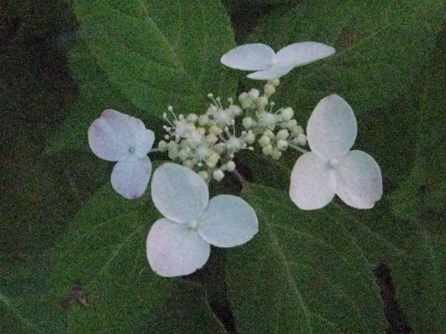 ヤマアジサイのクレナイ｜園芸日記byヨイマチグサ｜みんなの趣味の園芸｜1339012