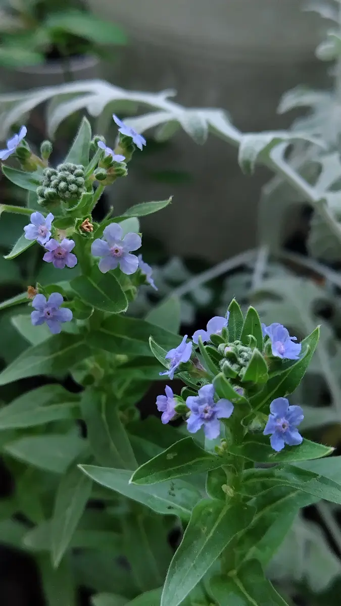 💠ワルツのベランダより💠｜園芸日記by花のワルツ｜みんなの趣味の園芸｜1339375