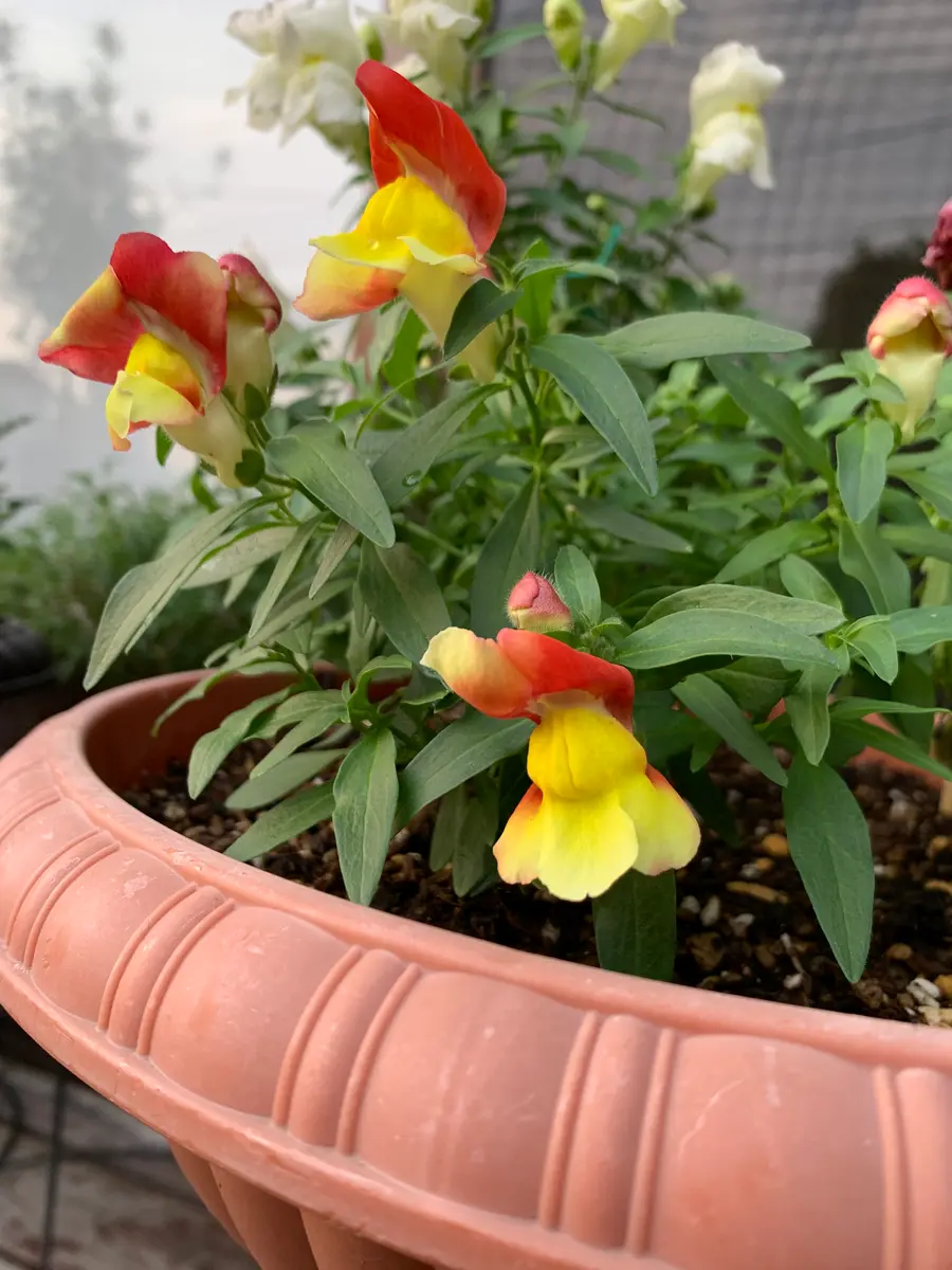 2025.06.01今日のお庭｜園芸日記bysnowflake｜みんなの趣味の園芸｜1339510