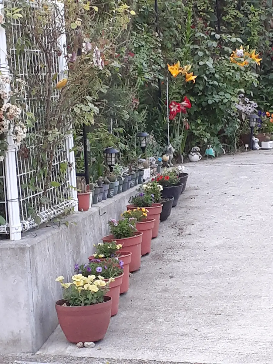 庭の出入り口通路を夏へ～🌺〔写真2枚目〕-メドラさんの日記｜みんなの趣味の園芸2025/06/01