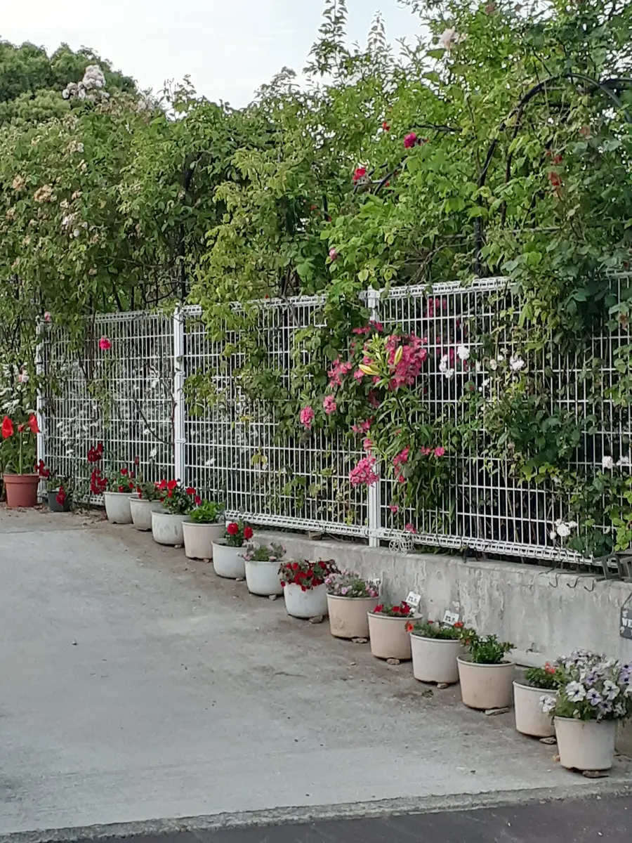 庭の出入り口通路を夏へ～🌺｜園芸日記byメドラ｜みんなの趣味の園芸｜1339650