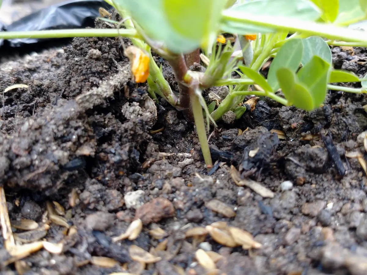 落花生【おおまさりネオ】子房柄｜園芸日記bymtaka｜みんなの趣味の園芸｜1339680