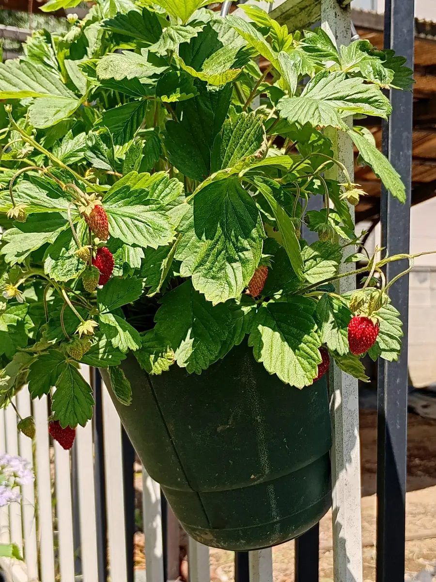 ワイルドストロベリー｜園芸日記byFPP｜みんなの趣味の園芸｜1341081