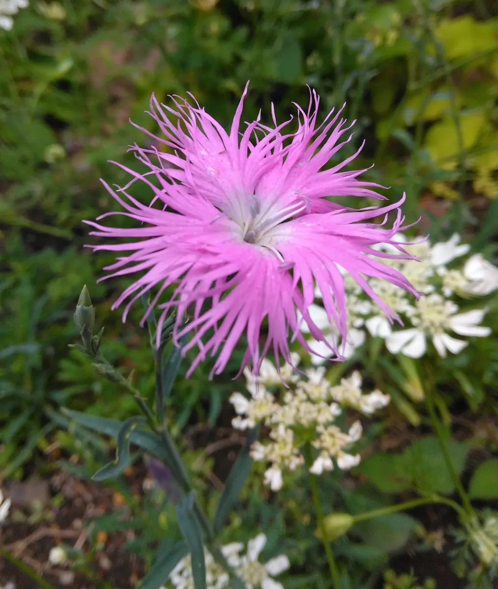 ドキドキ💓の剪定｜園芸日記byエルブ｜みんなの趣味の園芸｜1341391