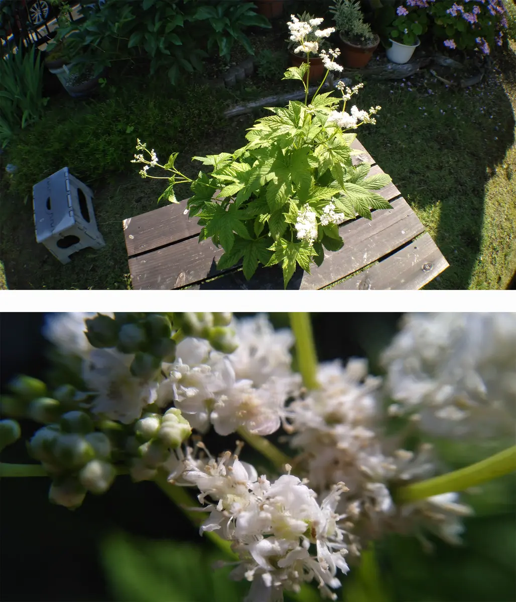 庭の花いろいろ｜園芸日記byshinji70｜みんなの趣味の園芸｜1341396