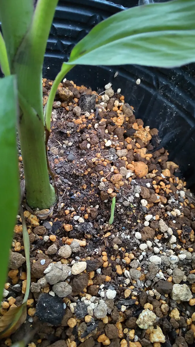 今朝の たねから成長したバナナ｜園芸日記by蒙古斑｜みんなの趣味の園芸｜1341809