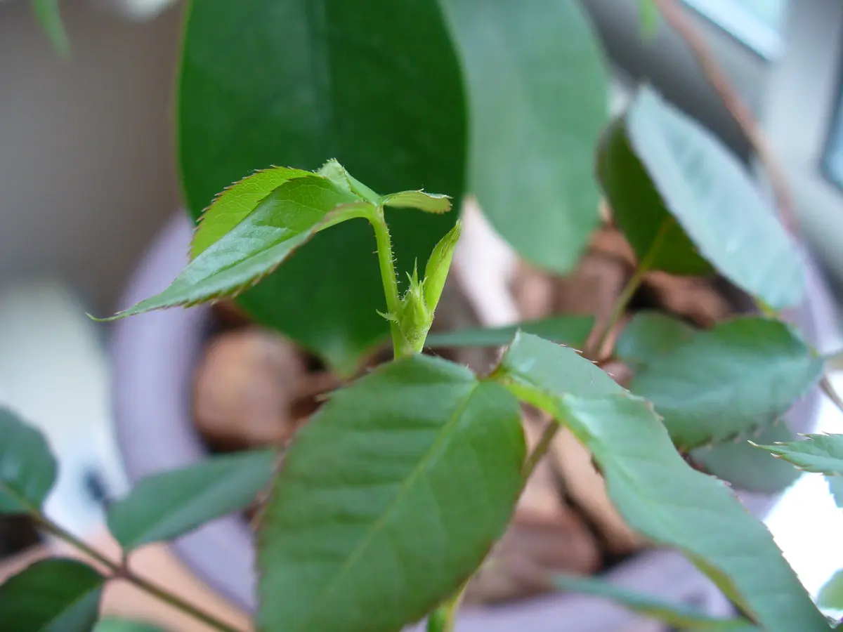 ミニバラ★復調曲線ゆっくり上昇中｜園芸日記byしずまこ｜みんなの趣味の園芸｜1345075