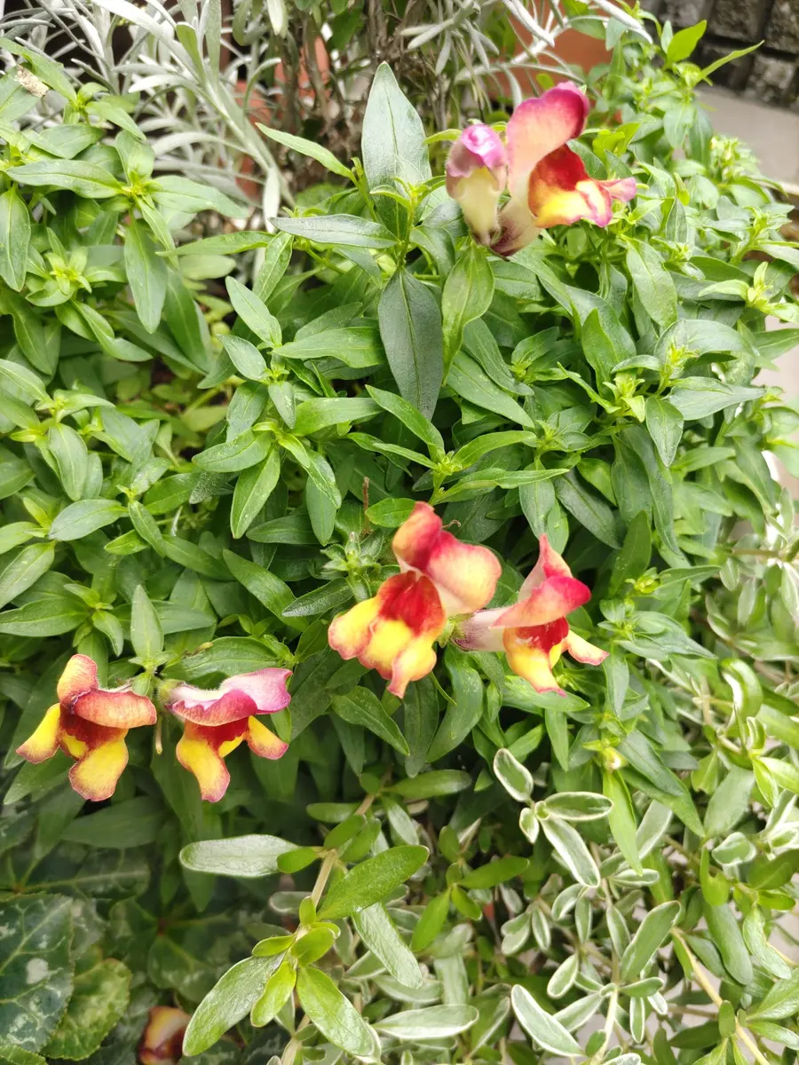 6／15ヒマワリの種を蒔きました.(*・・)ノ)).....｜園芸日記byホルスタイン｜みんなの趣味の園芸｜1346071