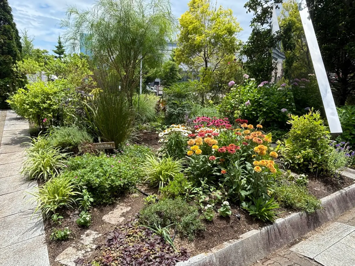 大倉山公園文化ホール前花壇の植え替え｜園芸日記bykeichangarden｜みんなの趣味の園芸｜1346242