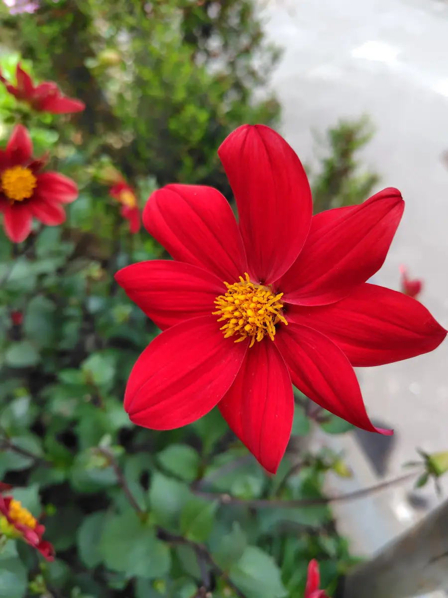 巨大化小輪ダリアという名のもの 宇宙猫😺第6弾！最終回！｜園芸日記by(ΦωΦ)猫執事のガチャガチャ｜みんなの趣味の園芸｜1346367