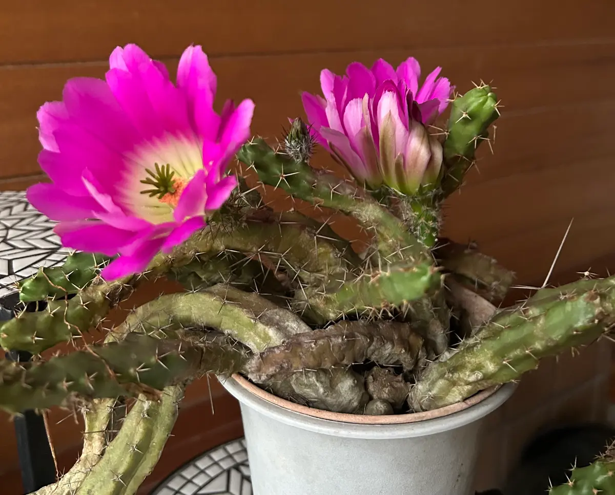 今年もきれいに咲きました。｜園芸日記byamiami23｜みんなの趣味の園芸｜1346865