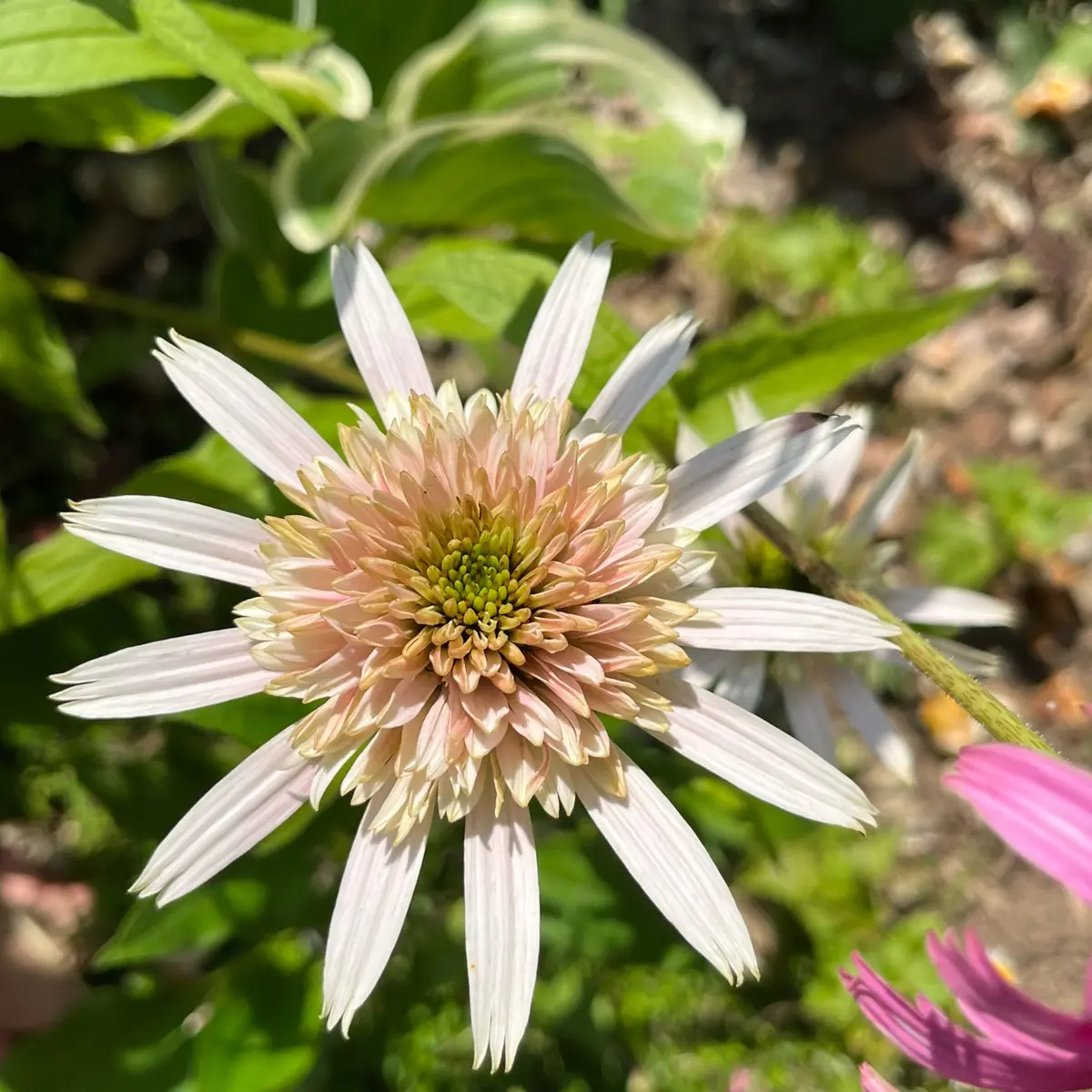 エキナセアの季節☀️グリーンツイスター、グリーンジュエル、チェリーフラフ｜園芸日記byぼじまる｜みんなの趣味の園芸｜1346885