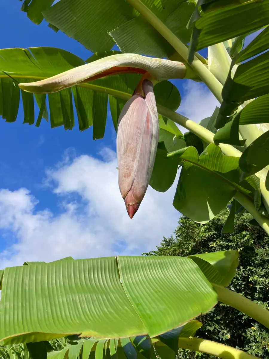 バナナの蕾〔写真1枚目〕-mikatanさんの日記｜みんなの趣味の園芸2025/06/18