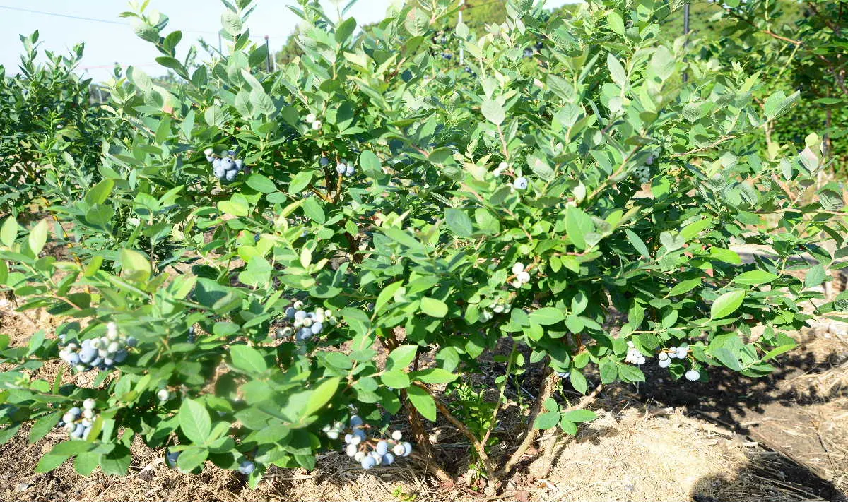 ブルーベリー、地植え栽培のメリット、デメリットについて(^^♪｜園芸日記bytotyan｜みんなの趣味の園芸｜1347134