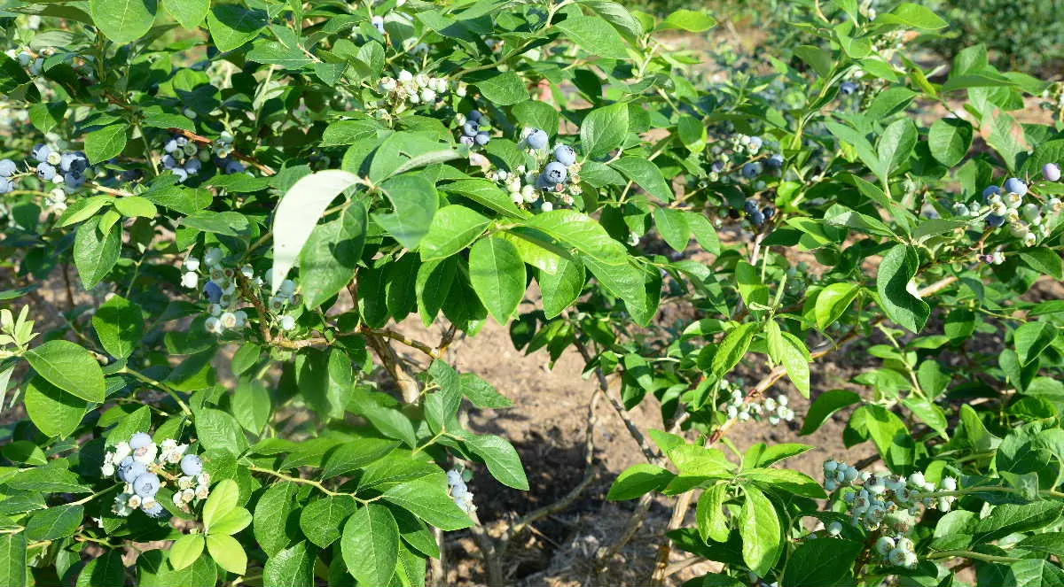 ブルーベリー、地植え栽培のメリット、デメリットについて(^^♪｜園芸日記bytotyan｜みんなの趣味の園芸｜1347134