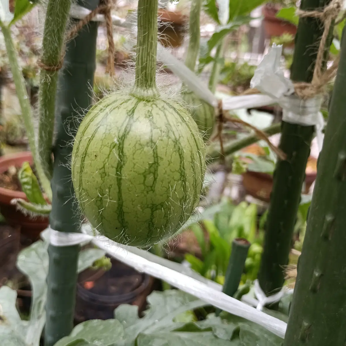 花菖蒲&ランタナ&小玉スイカ｜園芸日記byイワレオちゃん｜みんなの趣味の園芸｜1349242