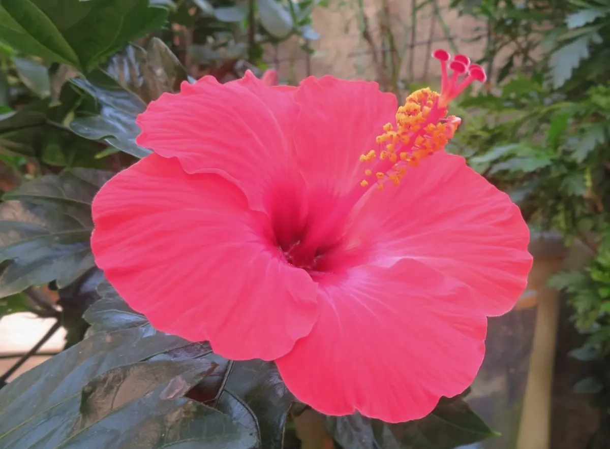 🌻今日の花たち🌻その68｜園芸日記byロッキー｜みんなの趣味の園芸｜1351078