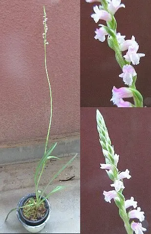 水無月｜園芸日記byレプト｜みんなの趣味の園芸｜1351359