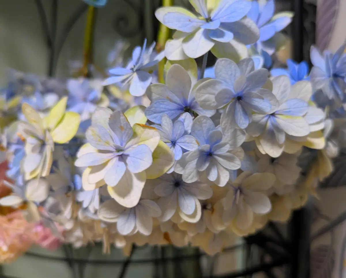 紫陽花てまりてまりのドライフラワー〔写真3枚目〕-jictenkoさんの日記｜みんなの趣味の園芸2025/07/02