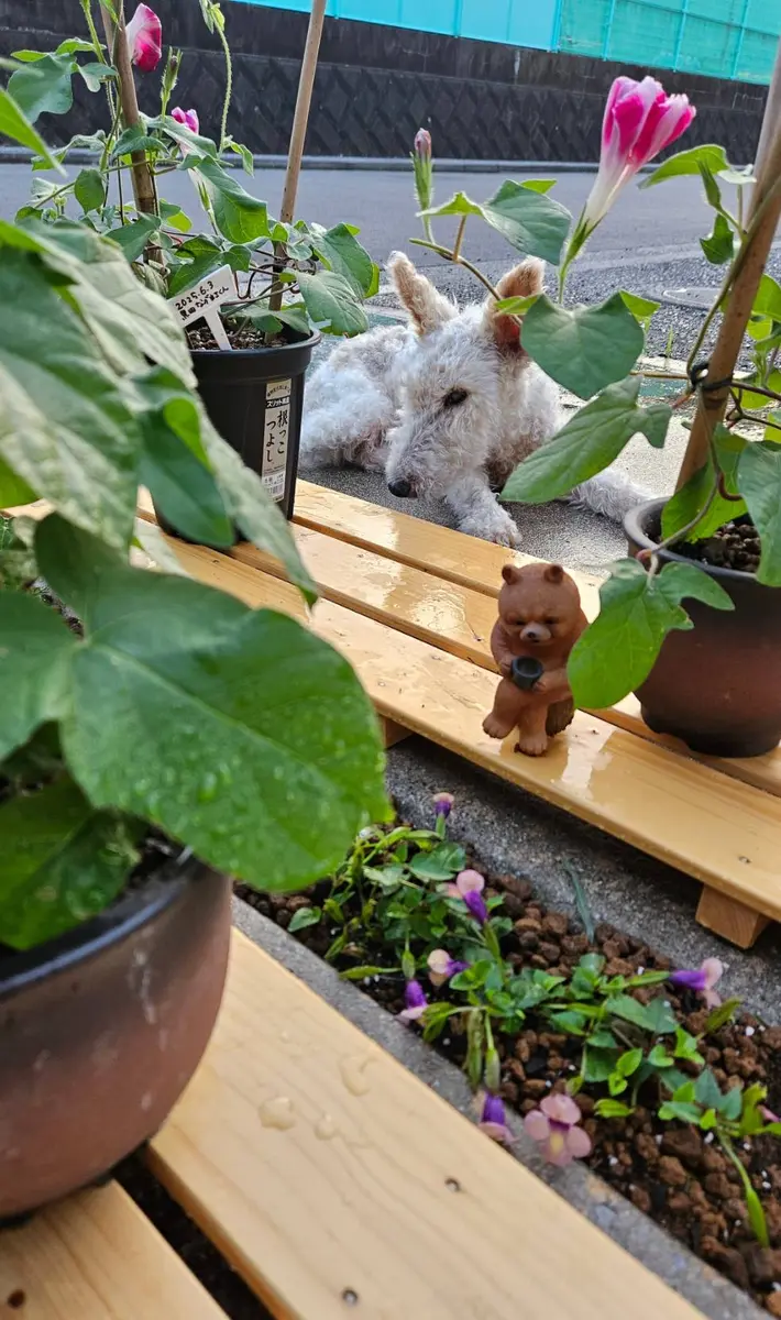 弱すぎるヒーロー 56話 はなのみち｜園芸日記byakko(*・ω・)ノ｜みんなの趣味の園芸｜1353018