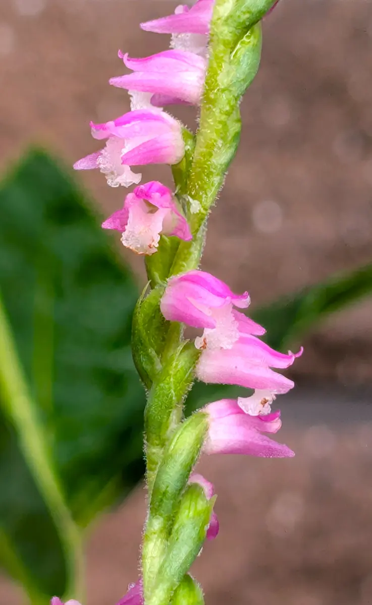 小さなラン〔写真2枚目〕-おれんじぺこさんの日記｜みんなの趣味の園芸2025/07/08